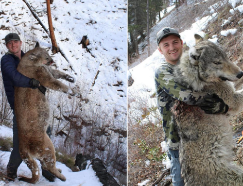 Harvesting Sick, Wounded or Infected Animals, TPWD Whitetail Program ...