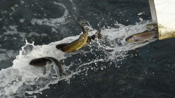 Episode 709: Javelina Attack Nearly Turns Fatal & Rainbow Trout ...