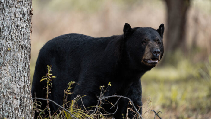 Episode 714: Hunting and Wild Game Culture in the U.K. and A ...